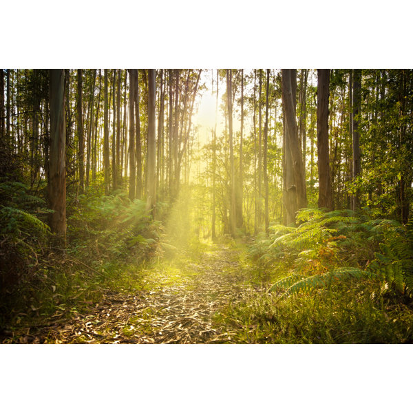 Millwood Pines Path Through Forest - Wrapped Canvas Photograph | Wayfair Millwood Pines Path Through Forest - Wrapped Canvas Photograph | Wayfair